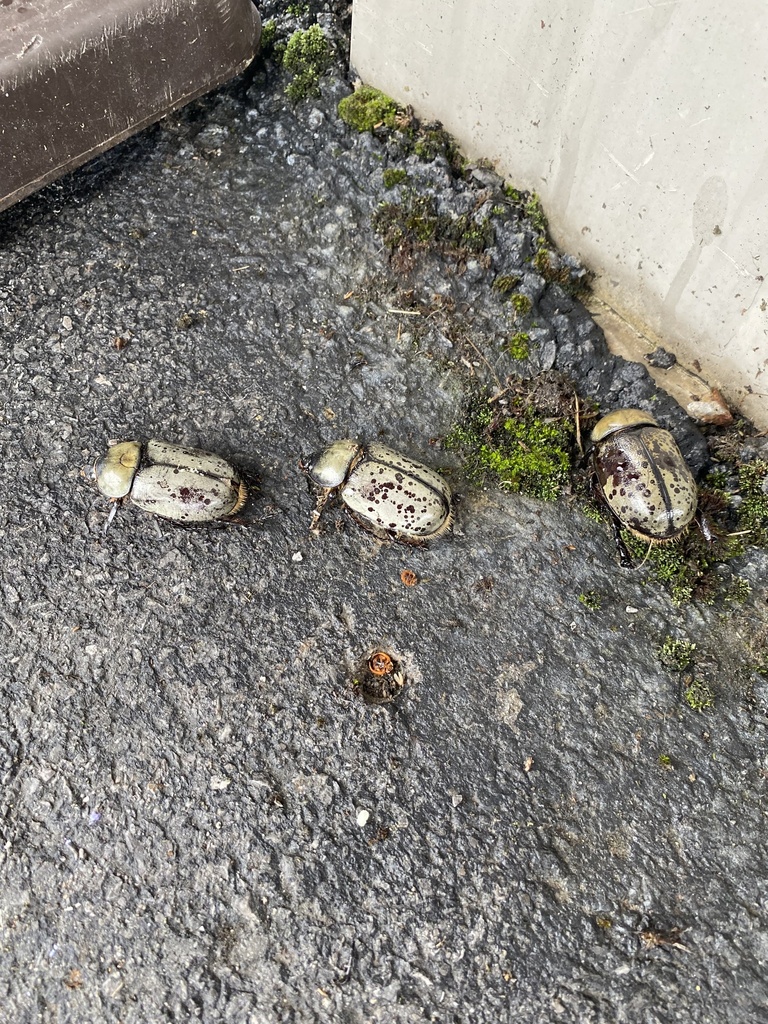 Eastern Hercules Beetle from E Fairview Ave, Johnson City, TN, US on ...