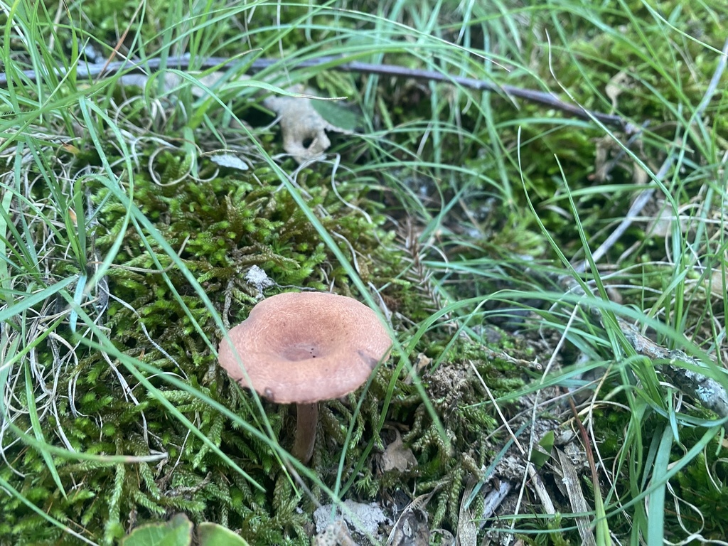 Curry Milkcap from Old State Rd 46, Nashville, IN, US on July 31, 2023 ...