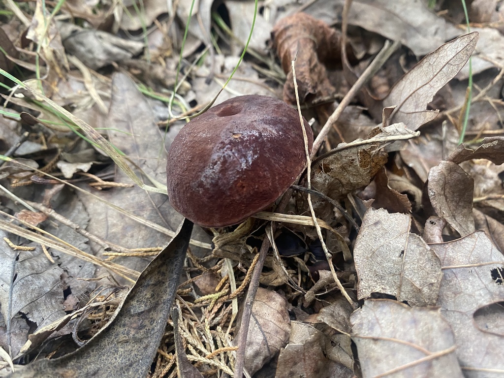 Beveled-cap Bolete from Old State Rd 46, Nashville, IN, US on July 31 ...