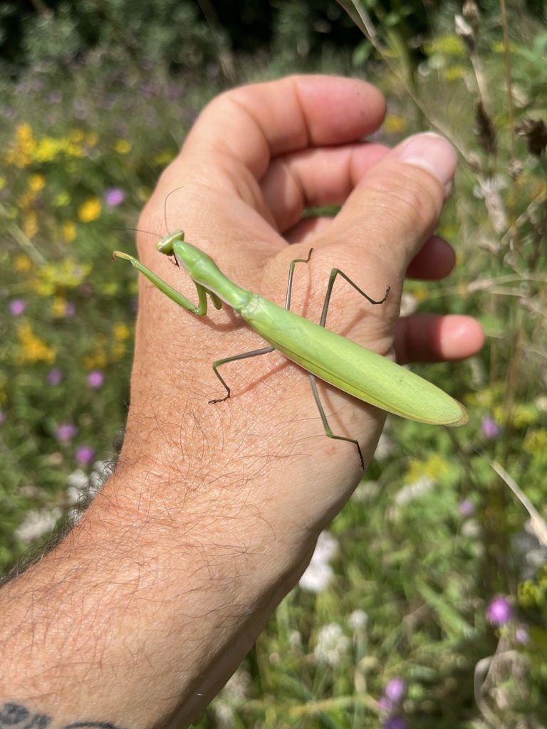 European Mantis from Fontaine-la-Mallet, France on August 9, 2023 at 03 ...