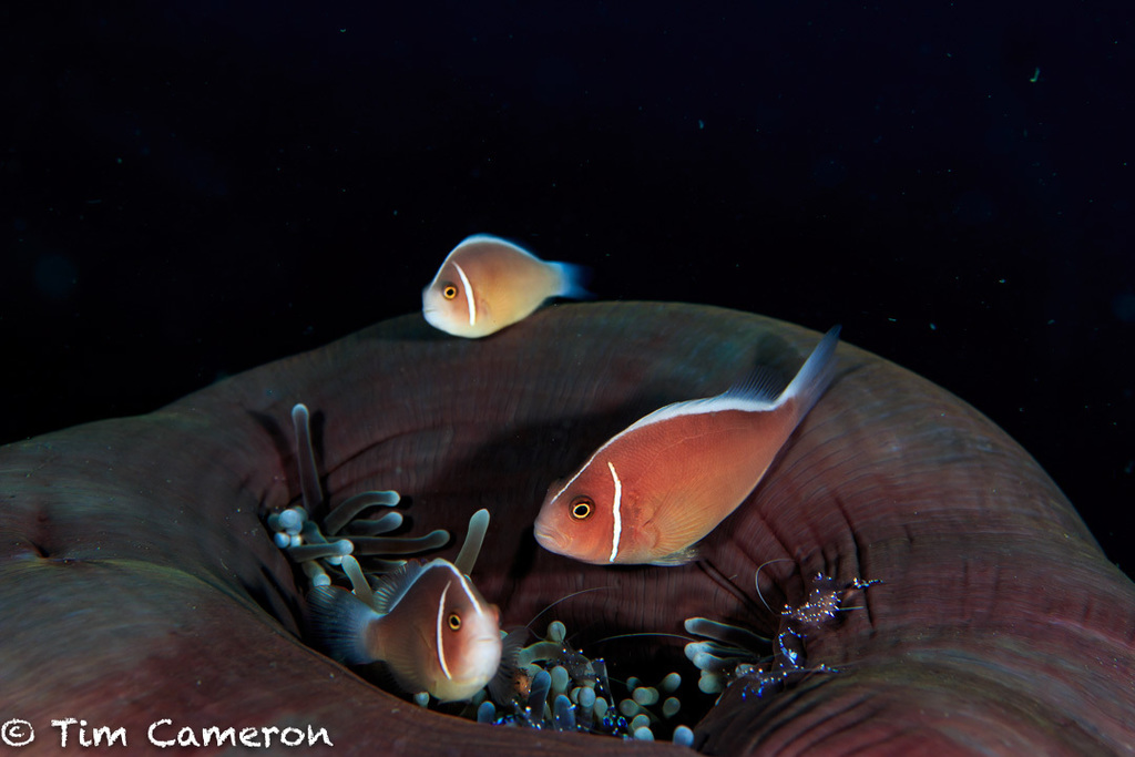 Pink Skunk Anemonefish from Pintuyan, Southern Leyte, Philippines on ...