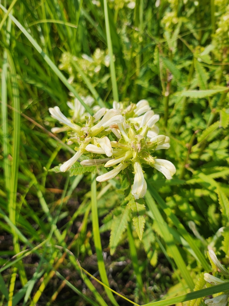 swamp lousewort from Lehigh, IA 50557, USA on August 10, 2023 at 02:11 ...