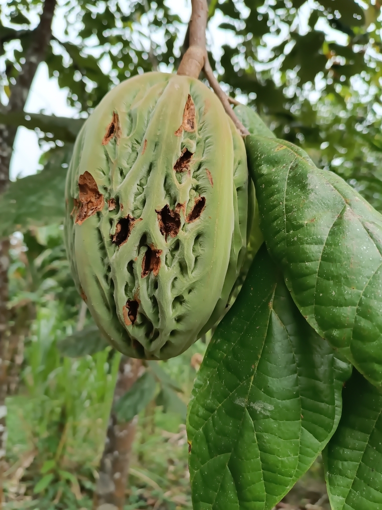 Mocambo tree from Parque Nacional Yasuní, EC-PA, EC on August 4, 2023 ...