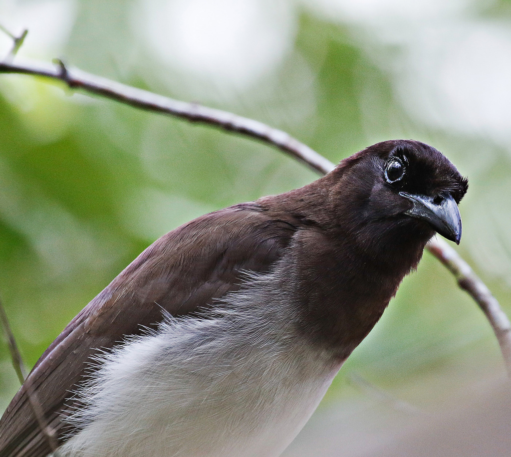 Brown Jay from 0 San Andres, Petén, 17004, Guatemala on March 14, 2017 at 06:12 AM by Nolberto ...