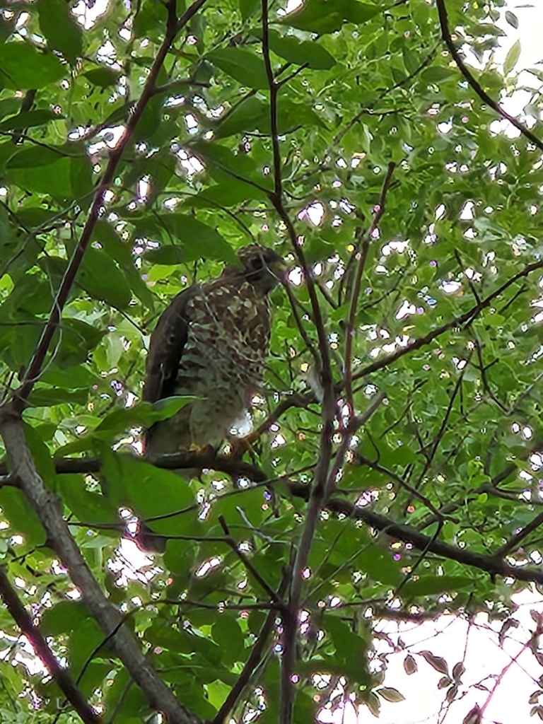 Broad-winged Hawk from Lowry Nature Center in Carver Park Reserve on ...