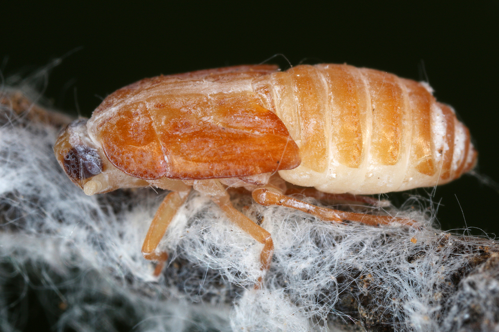 Cixiid planthoppers from Soalala, Madagaskar on October 30, 2016 at 06: ...