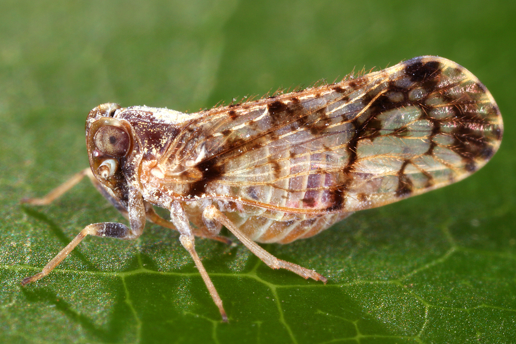Cixiid planthoppers from Soalala, Madagaskar on October 23, 2016 at 10: ...