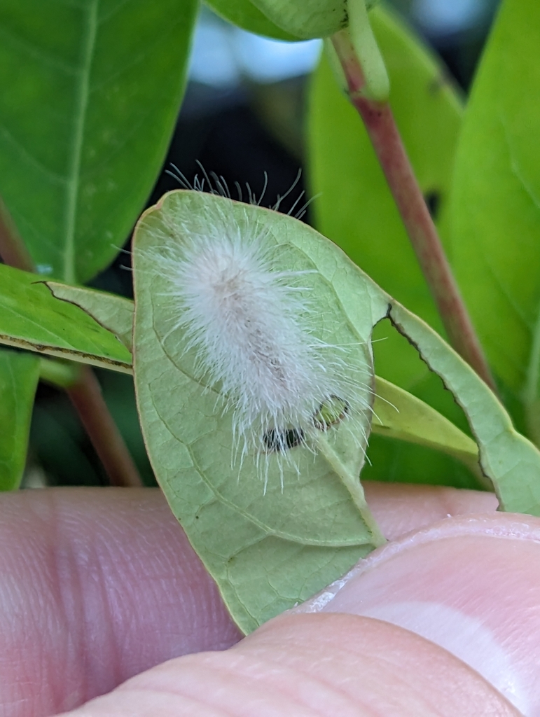 Delicate Cycnia Moth from Mt. Juliet, TN 37122, USA on August 10, 2023 ...