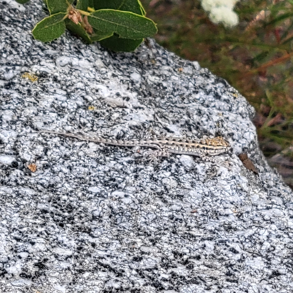 Western Side-blotched Lizard from Riverside County, CA, USA on August ...