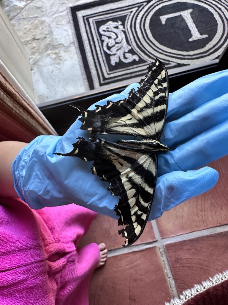 Pale Swallowtail from Grey Owl, Irvine, CA, US on August 10, 2023 at 05 ...