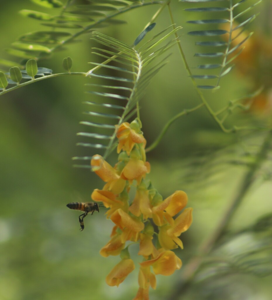 Rattlebush from Fort Bend County, TX, USA on August 10, 2023 at 12:29 ...