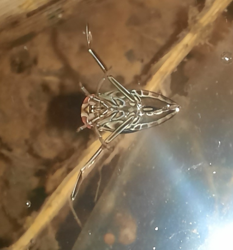 Enithares from Papua New Guinea on August 9, 2023 at 09:21 PM by Enrico ...