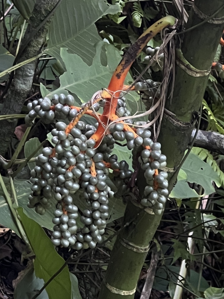 pacaya palm from Refugio Nacional de Vida Silvestre Barra del Colorado ...