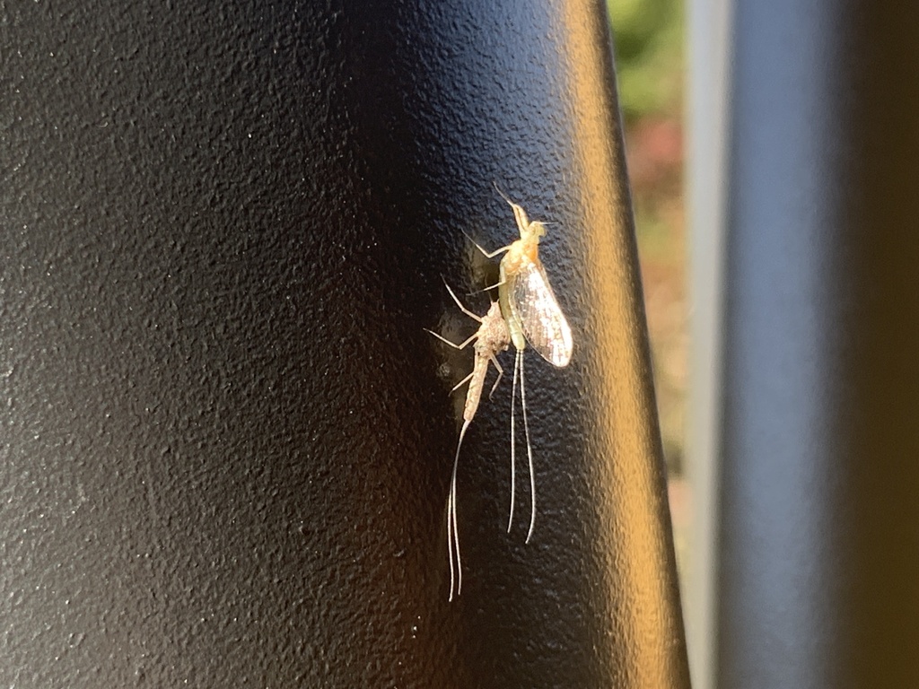 Mayflies from Tasmania Cres, Greater Vancouver, BC, CA on August 10 ...