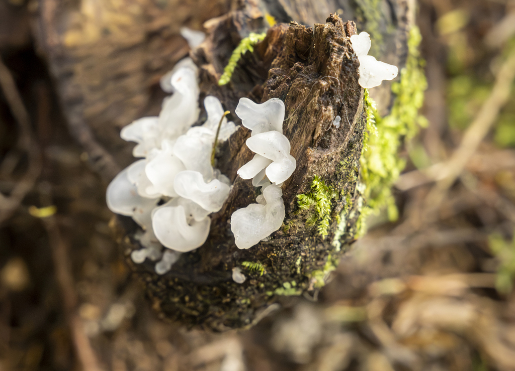 snow fungus from North Shore, Hauraki, Auckland, New Zealand on May 28 ...