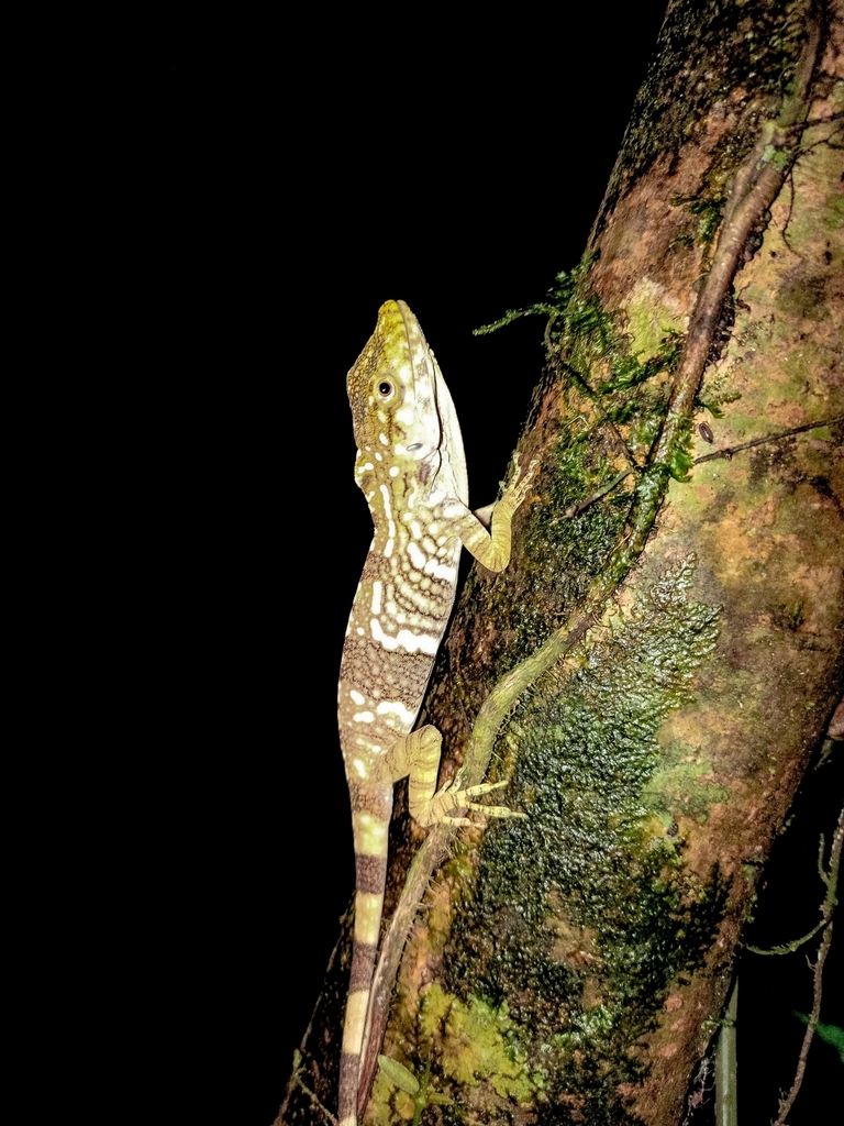 Mount Sapo Giant Anole from Santa Fé, Panamá on July 31, 2023 at 08:46 ...