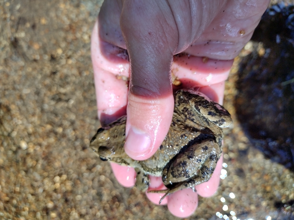 Columbia Spotted Frog from Pierce, ID 83546, USA on August 10, 2023 at ...