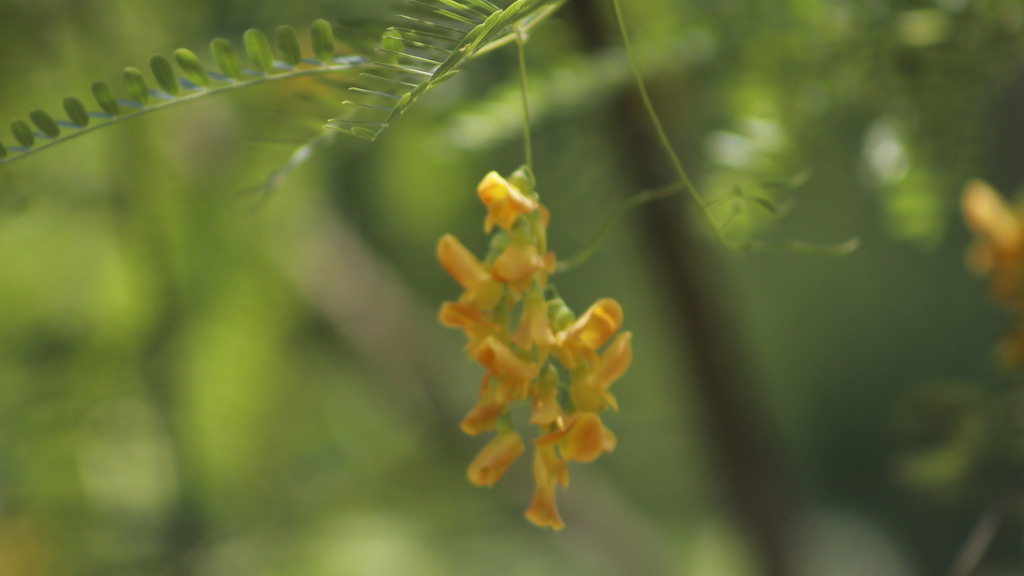 Rattlebush from Fort Bend County, TX, USA on August 10, 2023 at 12:29 ...