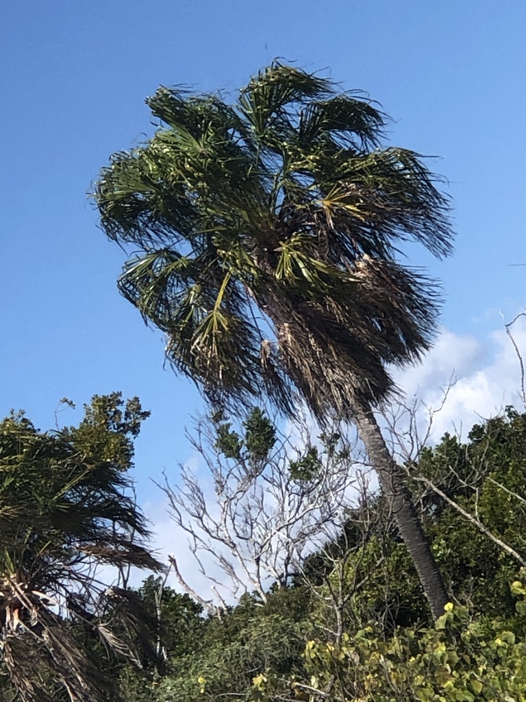 Ribbon Fan Palm from Eurimbula, QLD, AU on August 11, 2023 at 11:37 AM ...
