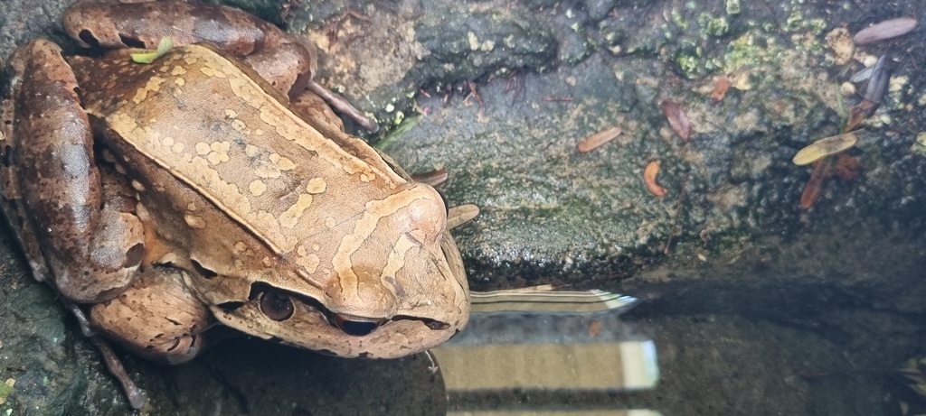 Savage's Thin-toed Frog from 41 km al sur de Santiago de Puriscal, San ...