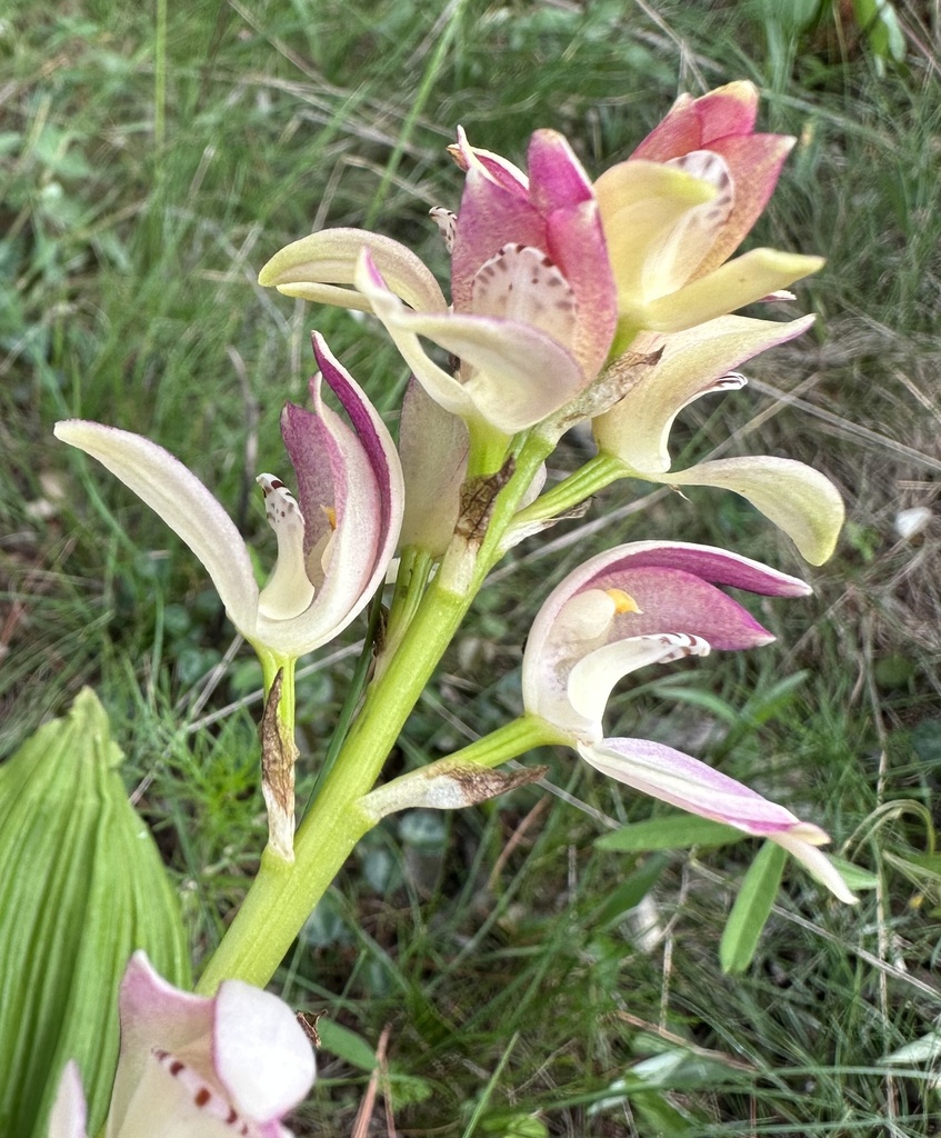 Govenia from Durango, Dgo., MX on August 8, 2023 at 03:26 PM by Hugo ...