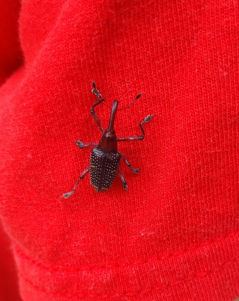 Heilipus lauri from Calarcá, Quindío, Colombia on August 6, 2023 at 10: ...