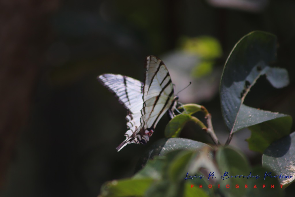 Protographium epidaus epidaus from Nido del Halcón, Col Santa Bárbara ...