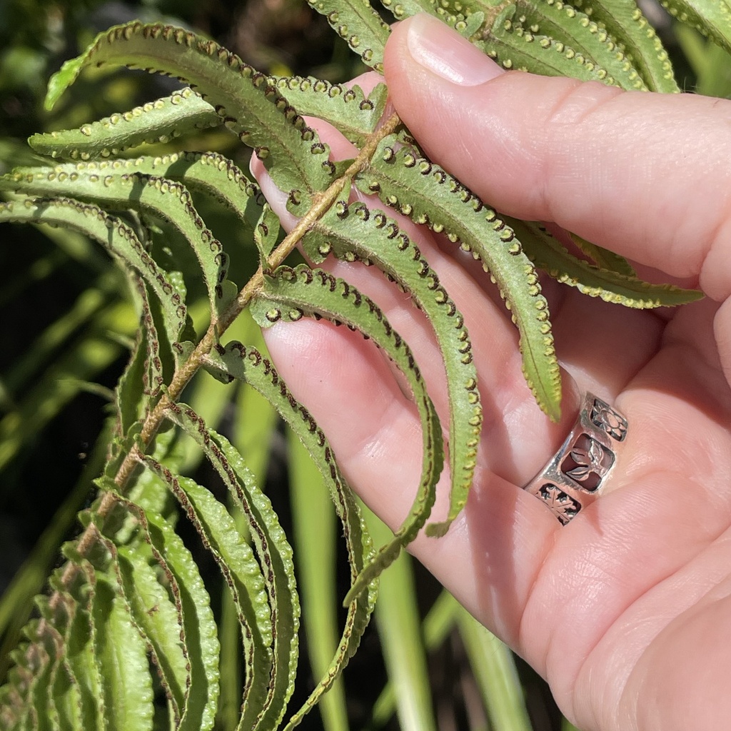 Brown's sword fern from Lizards Tail Rd, Tampa, FL, US on August 9 ...