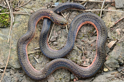 Calamaria jinggangensis · iNaturalist