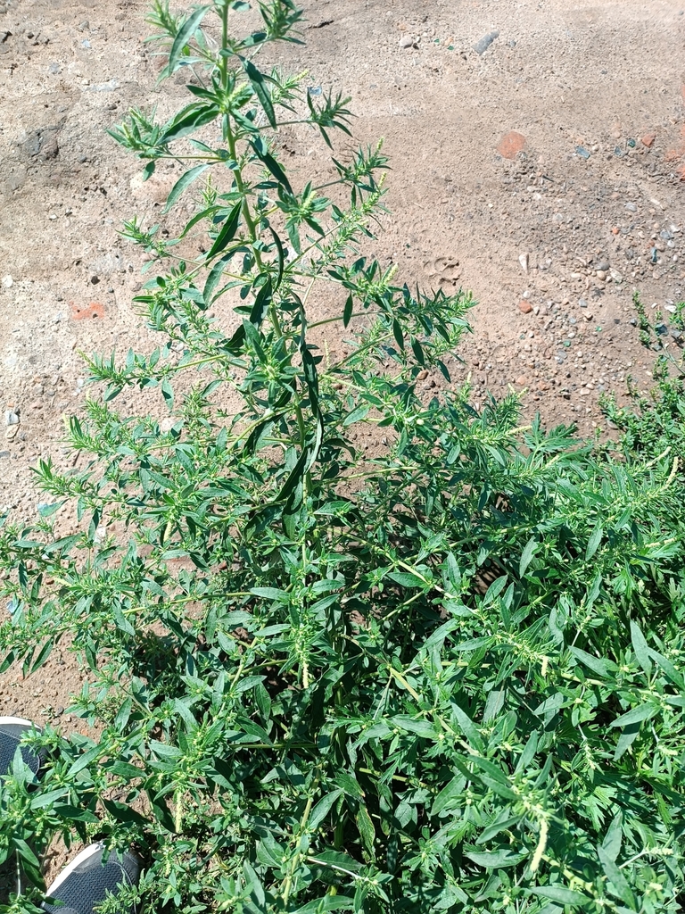 Russian-pigweed from Колхозная улица 147, с, Хомутово, Иркутская обл ...