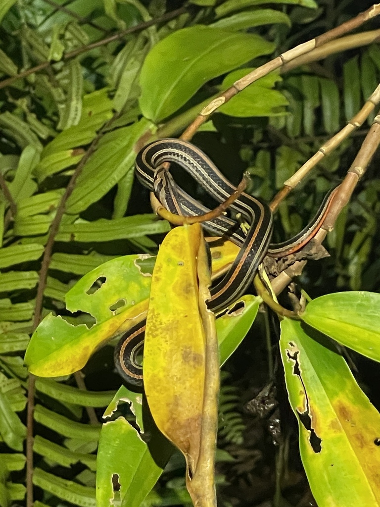 (Eight-) Striped Kukri Snake from Borneo, Sandakan, Sabah, MY on July 9 ...