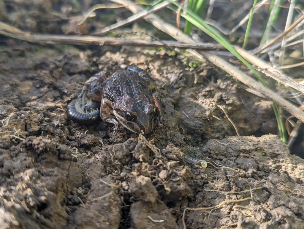 Spotted Grass Frog from Point Wilson VIC 3212, Australia on August 10 ...