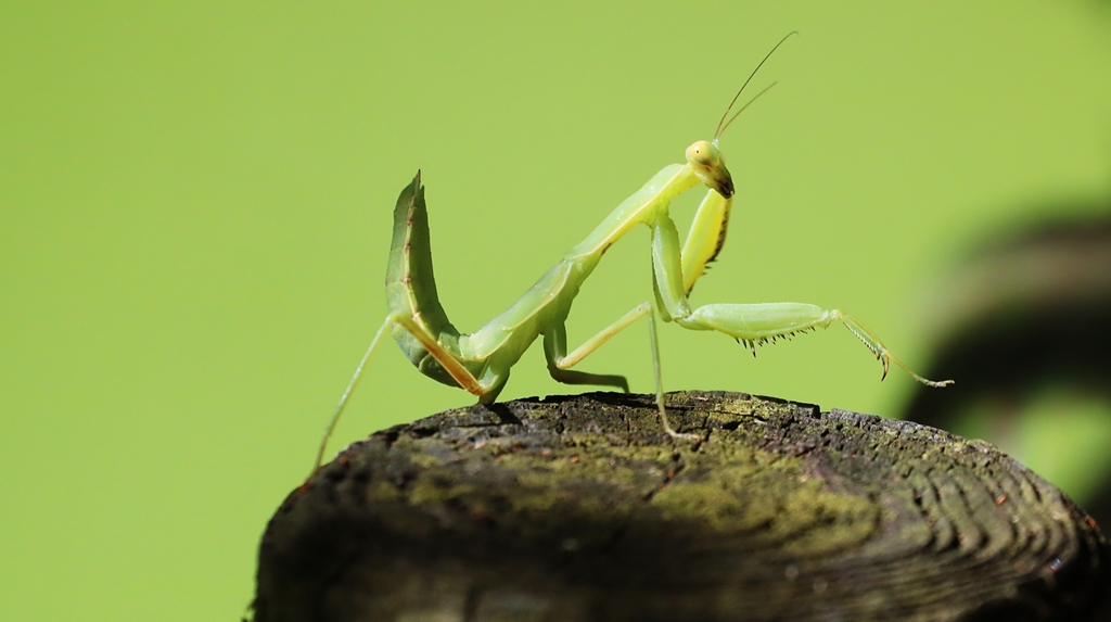Hierodula chinensis from 2554-15 Yoshikawa, Yasu, Shiga 524-0201, Japão ...