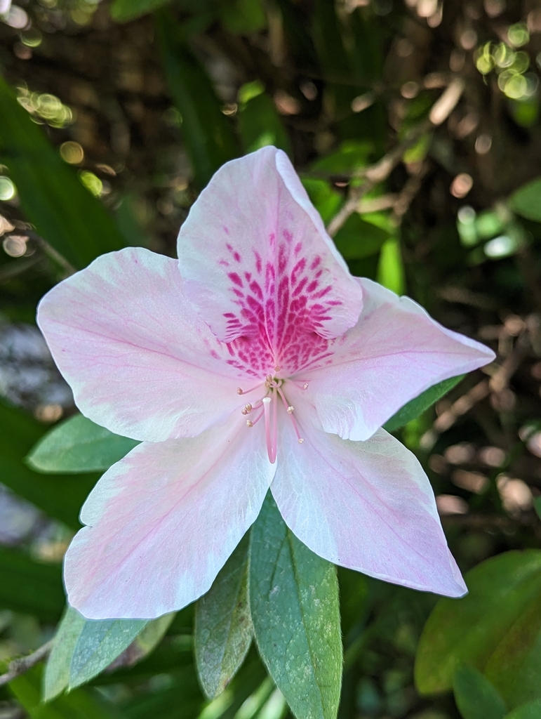 rhododendrons and azaleas from Pink Flamingo Resort on August 11, 2023 ...