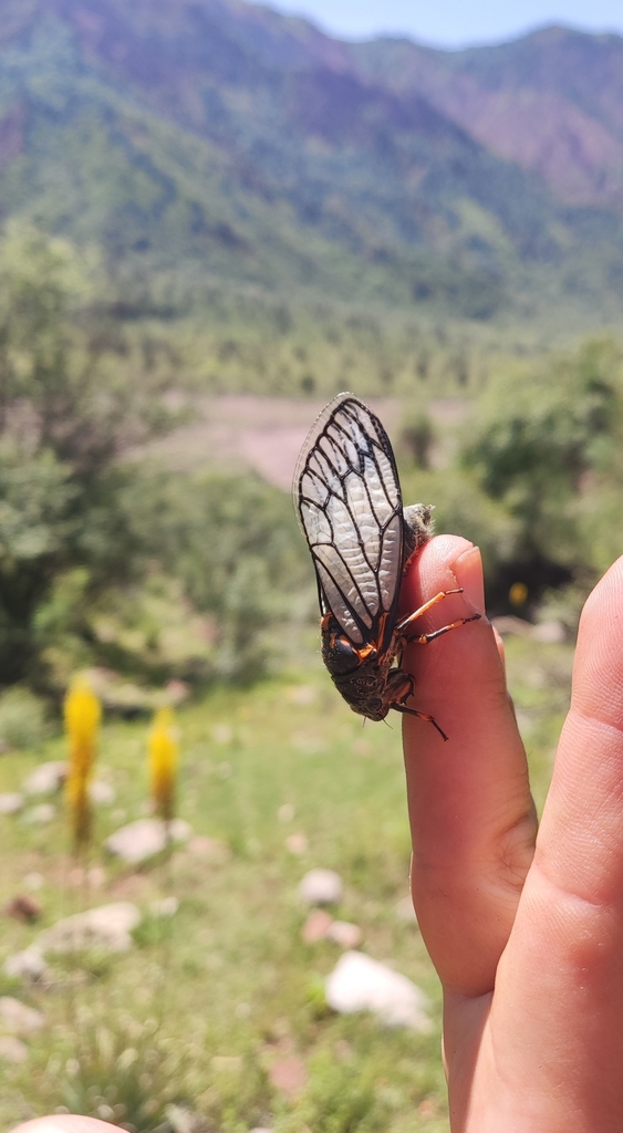 Paharia zevara from Tavildara, Tajikistan on June 23, 2022 by eduardo_m ...