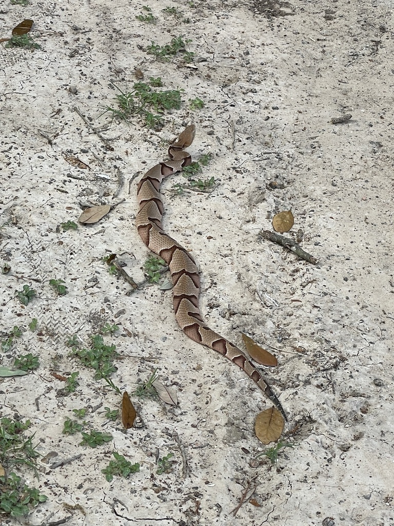 Eastern Copperhead from Memorial, Houston, TX, US on April 30, 2022 at ...