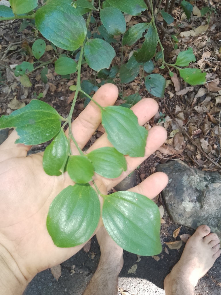 Broad Leaved Native Cherry from Burleigh Heads QLD 4220, Australia on ...