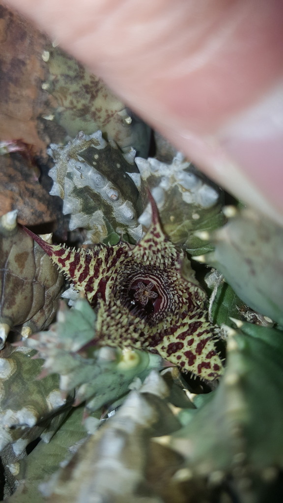 Huernia stapelioides in April 2018 by Carel Fourie · iNaturalist