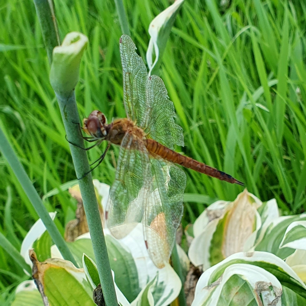 Wandering Glider from 2585 Ōishi, Fujikawaguchiko, Minamitsuru District, Yamanashi 401-0305 ...