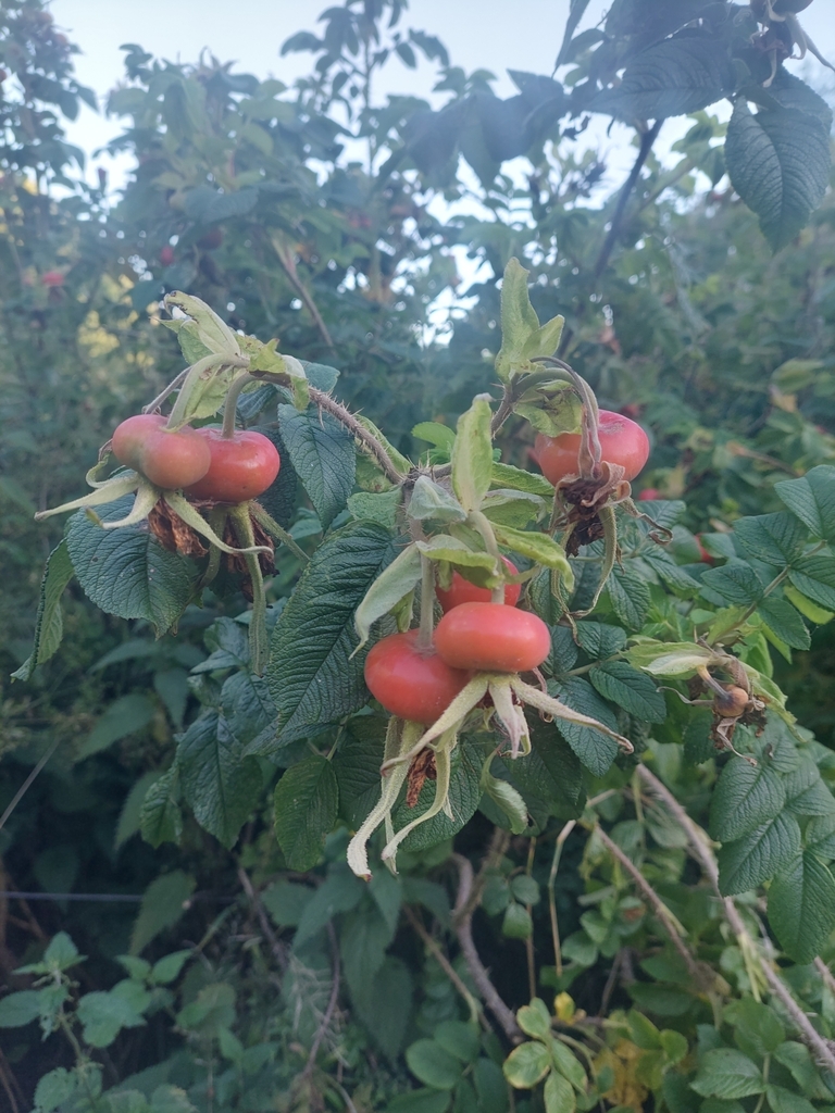 rugosa rose from 24146 Kiel, Deutschland on August 10, 2023 at 07:41 PM ...