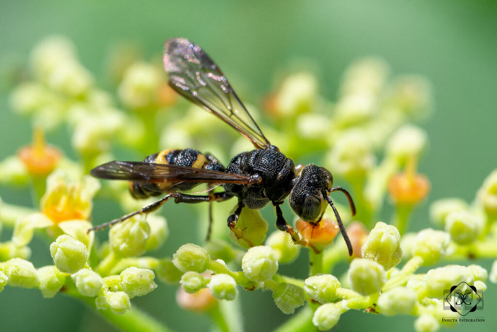Typical Weevil Wasps and Allies from 中国江苏省南京市玄武区 on August 10, 2023 at ...
