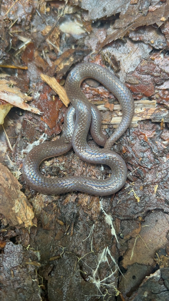 Eastern Worm Snake from Martinsville, VA, US on August 7, 2023 at 11:29 ...