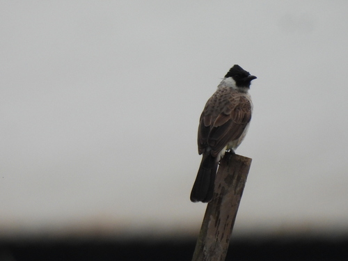 Photo 309303707, (c) Seno Nur Rohman, all rights reserved, uploaded by ...