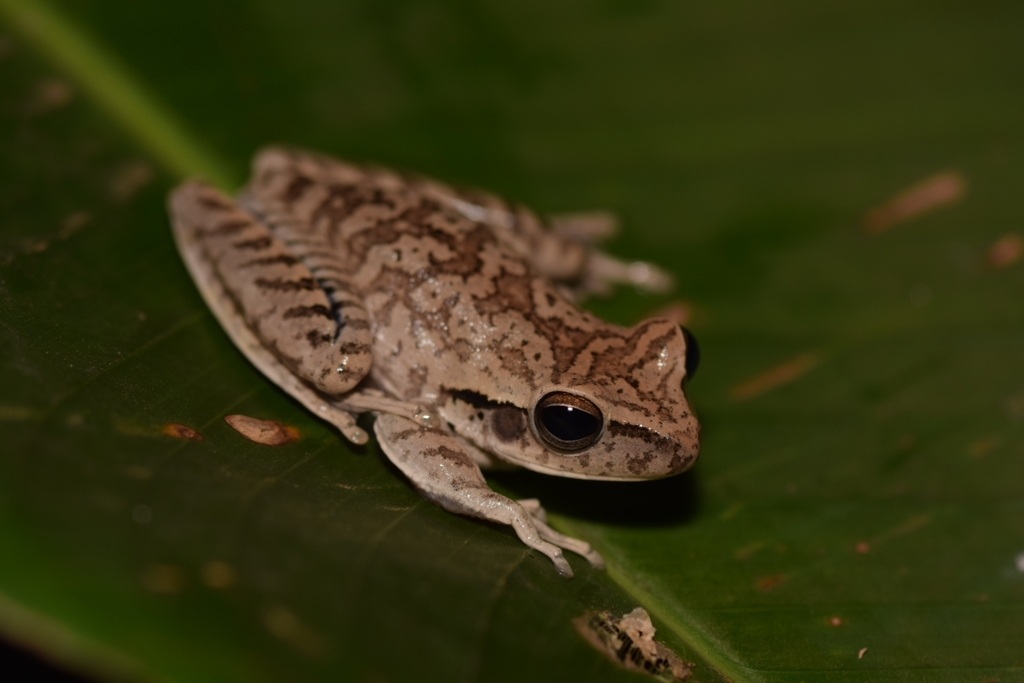 Tree Frogs and Allies from Moju, PA, 68450-000, Brasil on August 1 ...