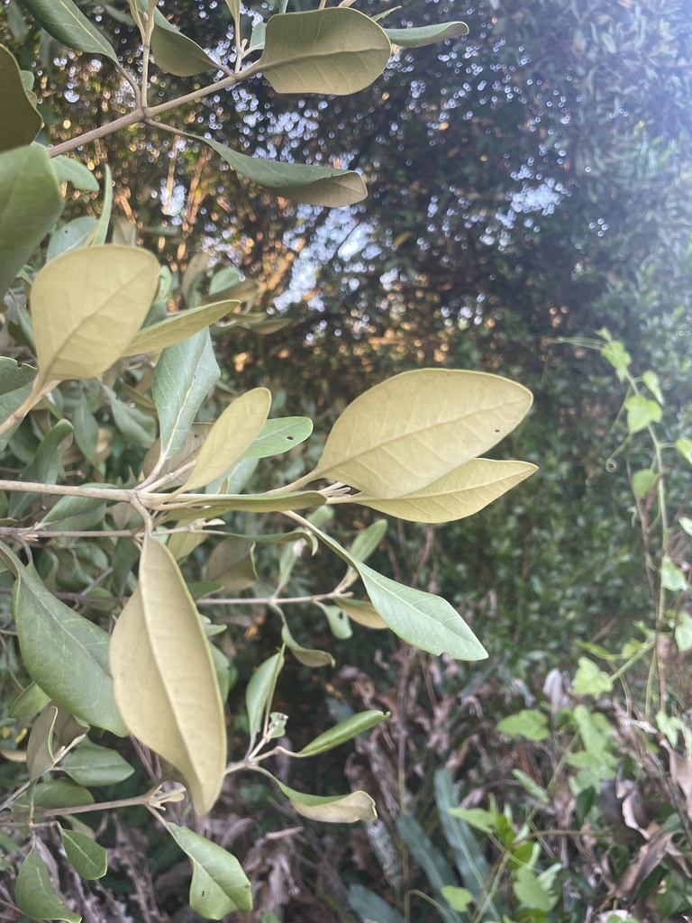 Avicennia rumphiana in August 2023 by Sean Paul Manalo · iNaturalist