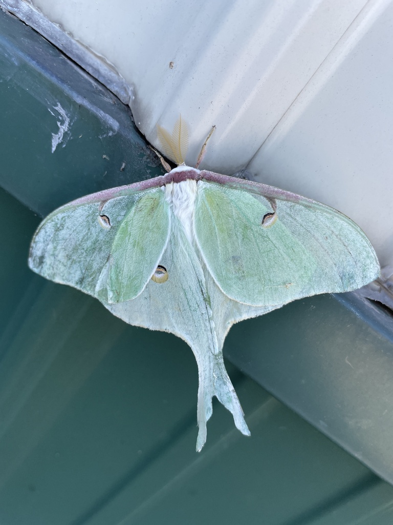 North American Luna Moth from Drakesboro, KY, US on August 11, 2023 at ...