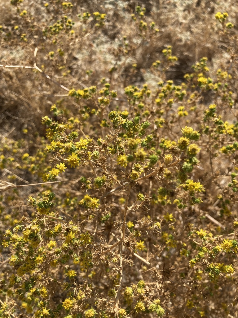 Common Spikeweed from Madera, CA, US on August 7, 2023 at 05:21 PM by ...
