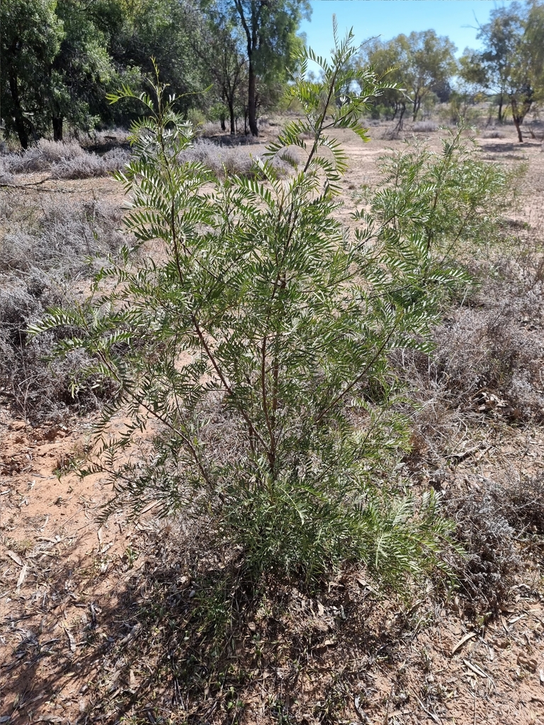 Emu Apple from Cunnamulla QLD 4490, Australia on August 6, 2023 at 12: ...