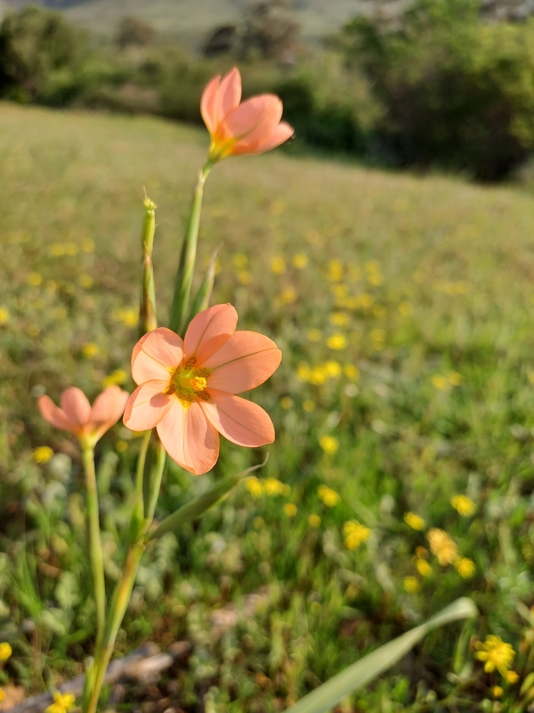 Two-leaved Cape tulip from West Coast, ZA-WC, ZA on August 11, 2023 at ...
