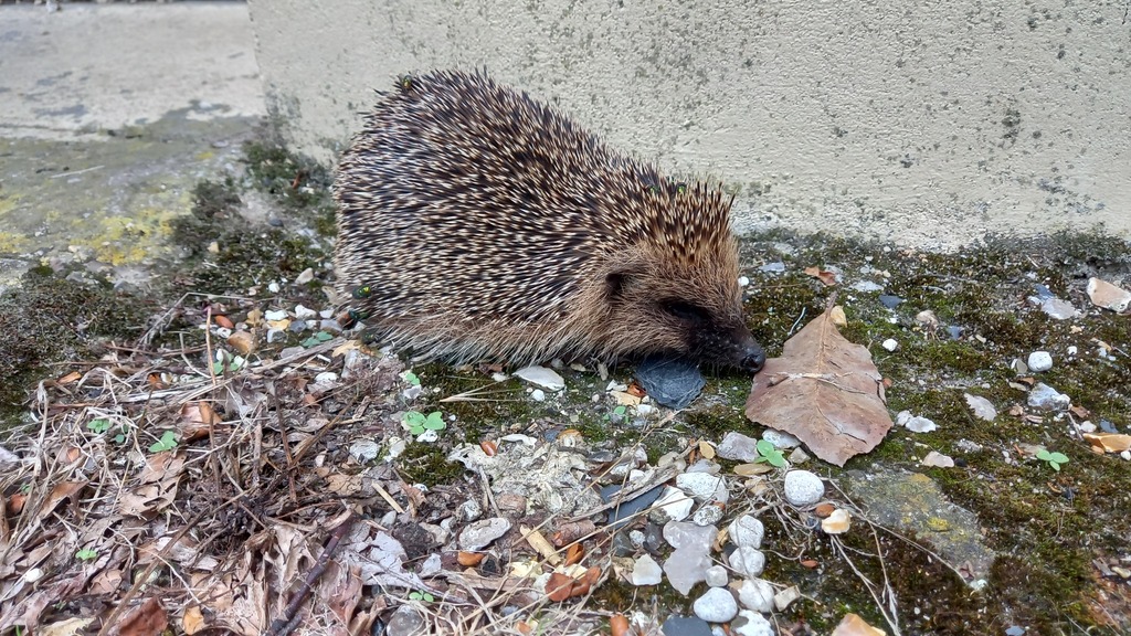 Common Hedgehog from 76640 Foucart, France on August 11, 2023 at 02:36 ...
